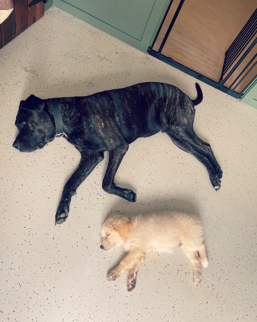 Pet Motel in Gympie - Awesome #1 Boutique Pet Motel